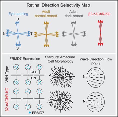 The Influence Of Spontaneous And Visual Activity On The Development Of