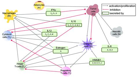 Interaction Network The Main Interaction Network Of Cells And