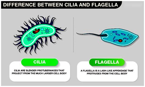 Difference Between Cilia And Flagella Cilia Vs Flagella