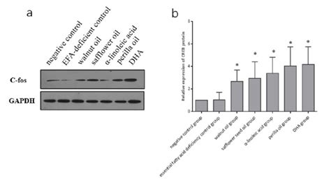 The Relative Protein Expression Of C Fos In Hippocampus Of Rats A