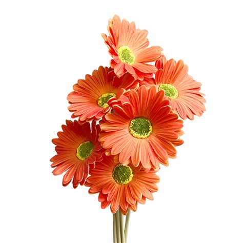 Artificial Real Touch Gerbera Barberton Daisy Stems Set Of 6