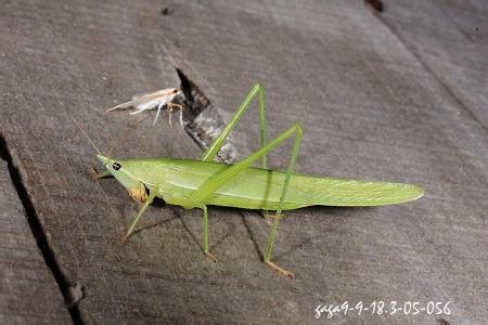 鼻优草螽 百度百科