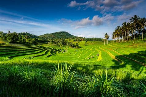 Premium Photo Paddy Field West Of Lombok Indonesia