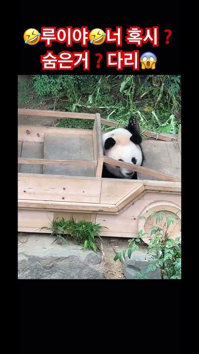 🤣루이야🤣너 혹시 숨은거 다리😱😵‍💫가 너~~어무 길어서🤣🤣숨기 실패‼️루이바오 Youtube