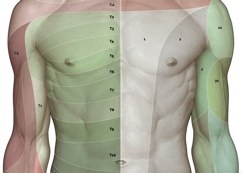 Poster About Dermatome Guide Your Visual Aid 2025 Eanatomi