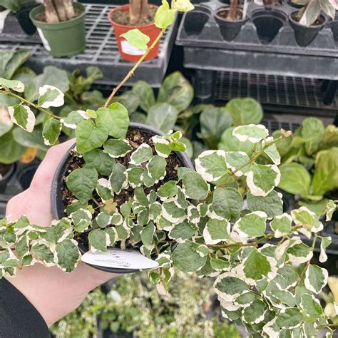 Ficus Pumila Variegata Variegated Creeping Fig Southern Idaho
