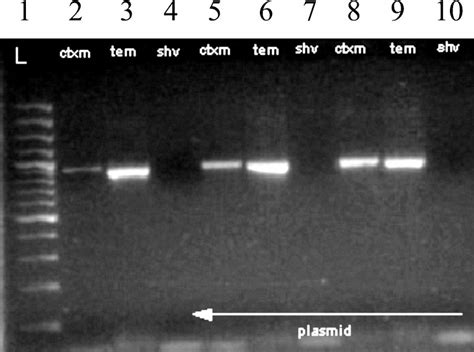 The Results Of The Pcr Based Detection Of Bla Ctx M Bla Tem And Bla Download Scientific