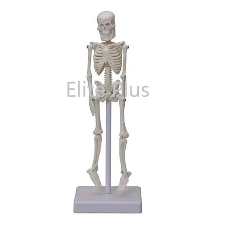Zx 1227 Tiny Skeleton 21cm At ₹ 500piece Human Skeleton In Pune