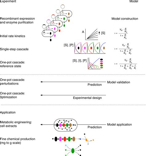 strategy for computational pathway design using an iterative