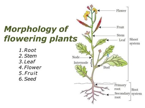 Root Characteristics Types Structure And Functions Pptx