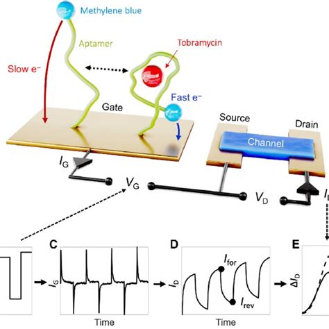 Characterization Of AB OECT Sensors A AB OECT Sensing Behavior Download Scientific Diagram