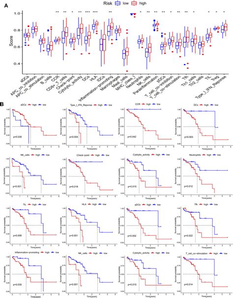 Identification And Validation Of A Prognostic Immune Related Gene Signature In Esophageal