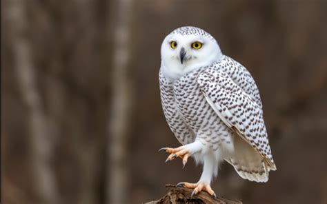 Snowy Owl Bird Facts Habitat With 15 Amazing Pictures