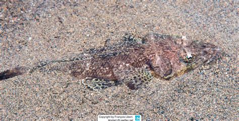 Rogadius Welanderi Welanders Krokodilsfisch