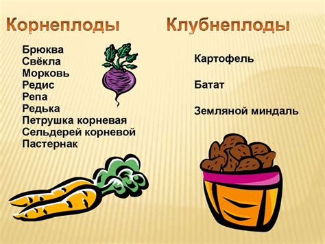 Приготовление и оформление блюд из варёных овощей презентация онлайн