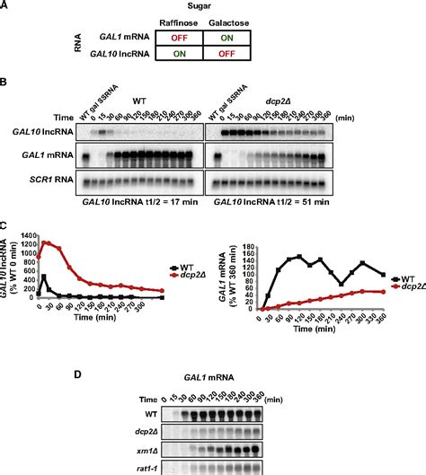 Figure 4 From Decapping Of Long Noncoding Rnas Regulates Inducible