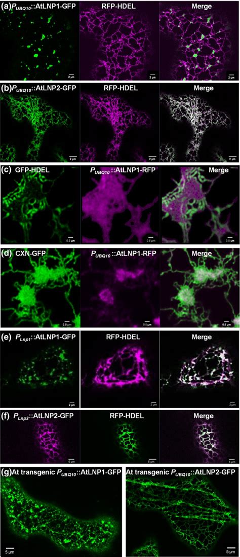 Arabidopsis Lunapark Proteins Are Involved In Er Cisternae Formation Pmc