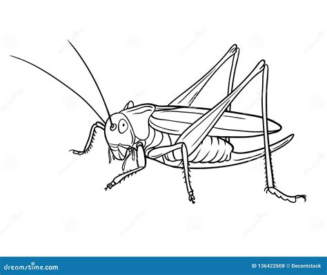 Grasshopper Graphic Drawn In Line Stock Vector Illustration Of Hand
