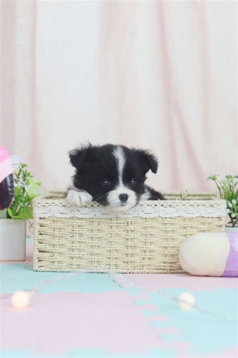 보더콜리분양 치치 Border Collie 골든리트리버분양 라브라도리트리버분양 보더콜리분양 도베르만분양 사모예드분양 올드잉글리쉬쉽독분양 시베리안허스키분양 말라뮤트분양
