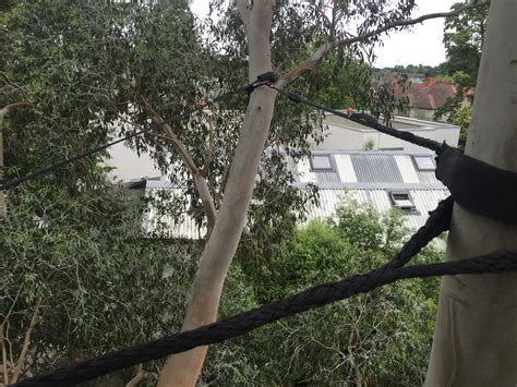 Cobra Cable System Elite Tree Services Tree Surgeon And Tree Removal In Ireland