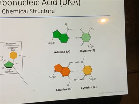 U4 Dna Structure And Replication Flashcards Quizlet