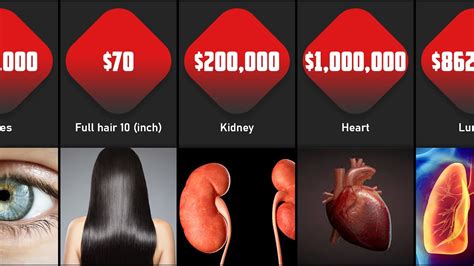 Human Organs Price Organs Could Soon Be Sold On The Black Market Bzlu