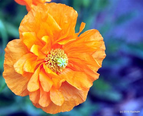 6 Tipos De Amapolas Y Sus Cuidados
