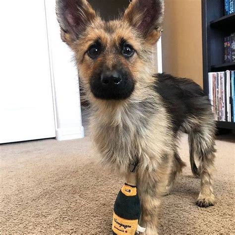 German Shepherd For German Shepherd For Sale Near Me