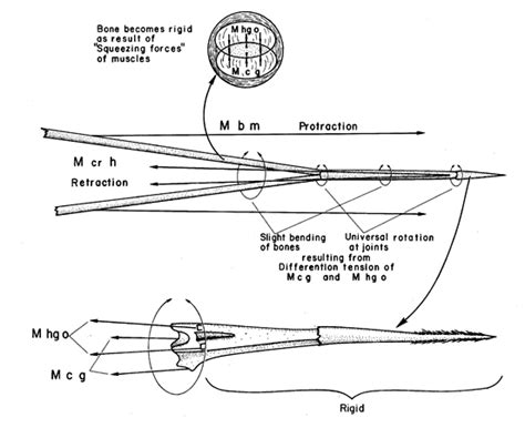 Bock Functional And Evolutionary Morphology Of Woodpeckers