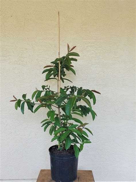 Guava Ruby X Supreme 3 Gallon Echo Bookstore And Nursery