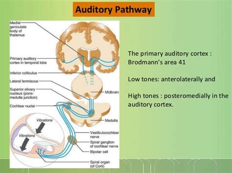 Auditory Pathways
