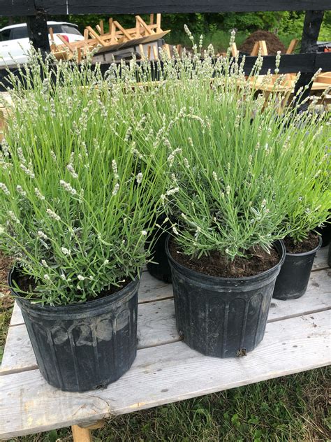 Products Purple Hill Lavender Farm