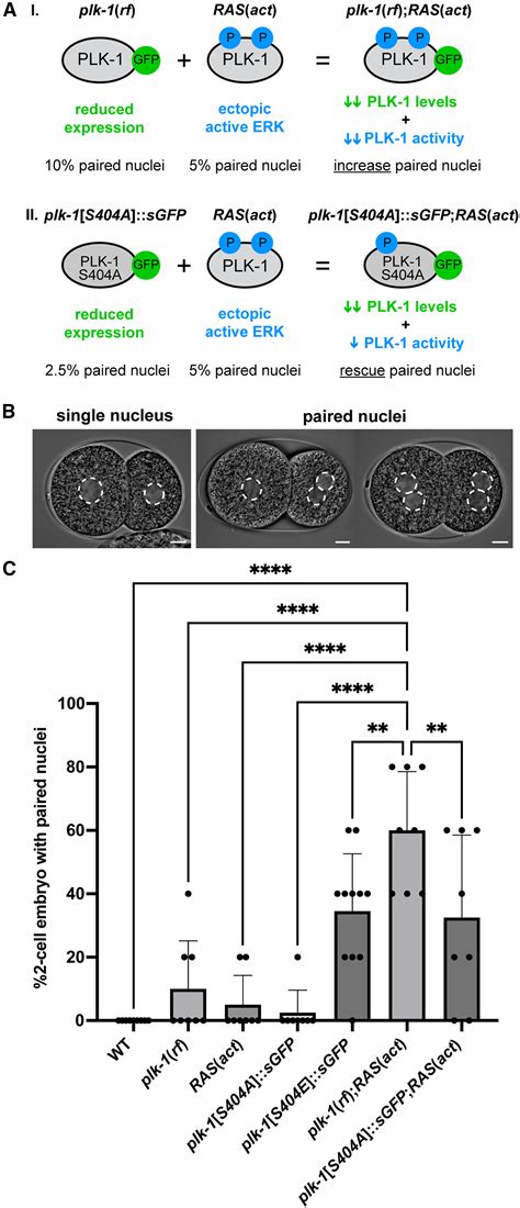 Erk Activation Dynamics In Maturing Oocyte Controls Embryonic Nuclear Divisions In