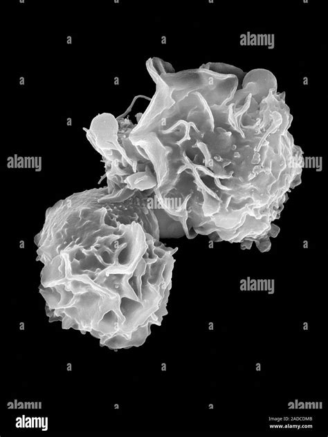 Granulocytic White Blood Cells Neutrophils Scanning Electron