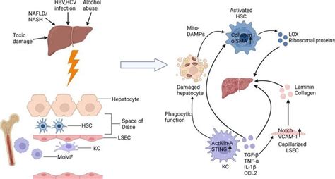 Parenchymal Liver Disease Liver Parenchymal Disorders Radiology Key