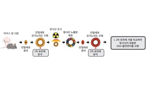 국내 연구진 방사선 유발 Dna 돌연변이 첫 규명