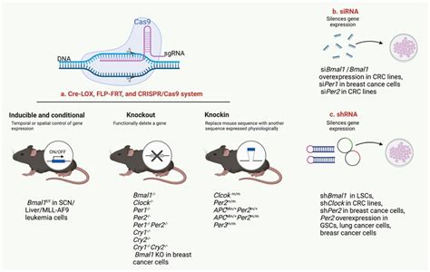 Genetically Engineered Mouse Models Three Common Genetically