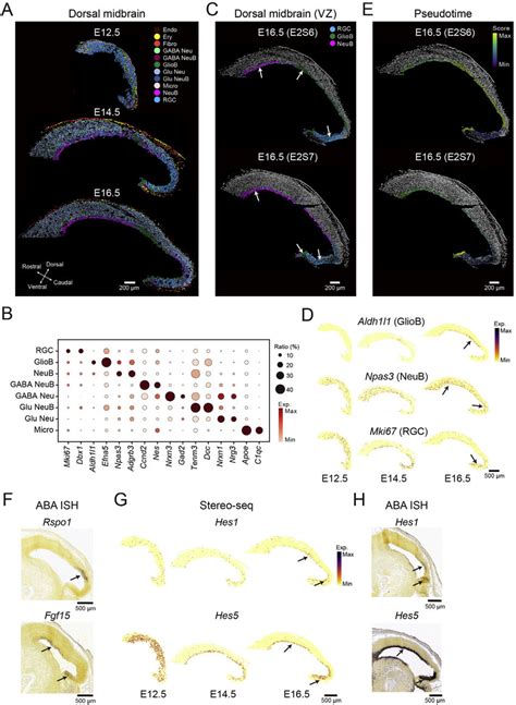 Figure S Spatial Diversity Of Cell Types In The Developing Dorsal Download Scientific Diagram
