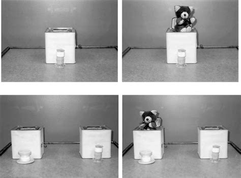 Photos Showing The Standard Delayed Nonmatching To Sample Procedure