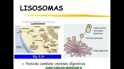 Lisosomas Rapid Learning Youtube