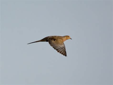 Do Mourning Doves Migrate All You Need To Know Bird Fact