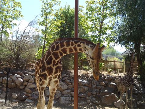 Hogle Zoo Salt Lake City Utah Kent Slade Flickr