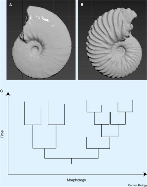 Evolution Morphological Complexity Fuels Rapid Species Turnover Current Biology