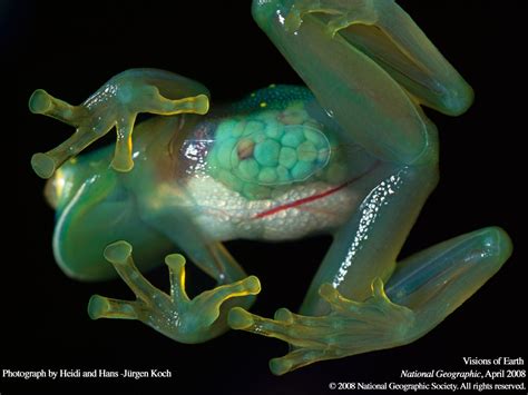 How Does Evolution Explain A See Through Frog The Sizzle In Science