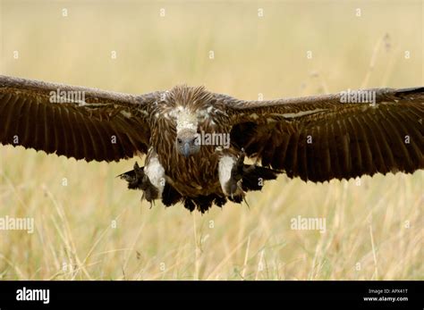 Vulture Coming In To Land With Wings And Talons Outstretched Stock