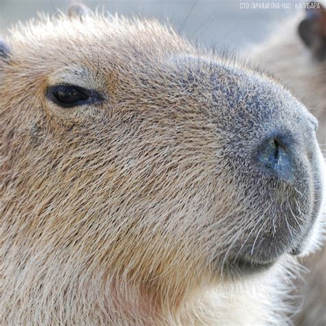 Capybara Youtube Music