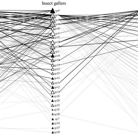 Quantitative Trophic Network Of Hybrids Line Thickness Represents The