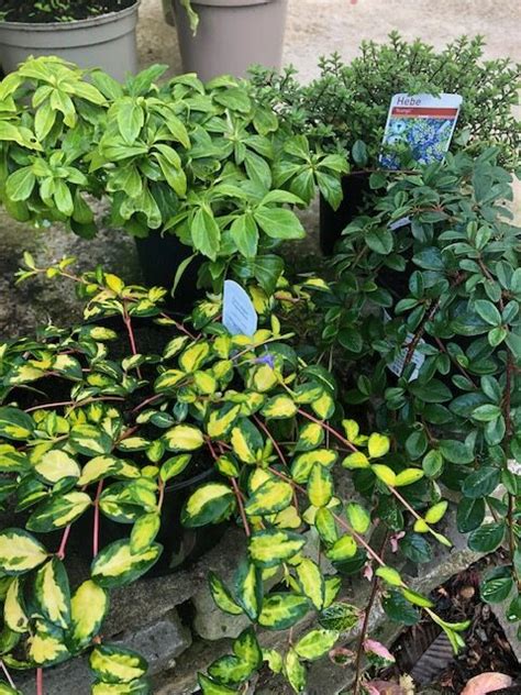 Plant Bundle Plant Shop