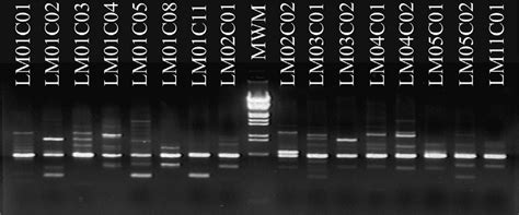 Rapd Pcr Patterns Of Kefir Isolated E Durans Strains Obtained With