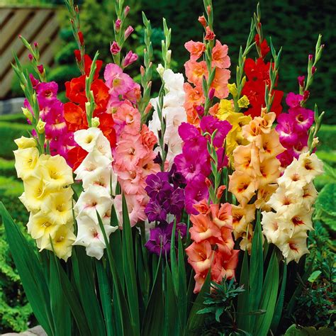 Van Zyverden Gladiolus Mix Dormant Flower Bulb Partial Sun 3 6hrs